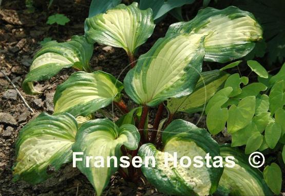 Hosta Raspberry Sundae - Fransen Hostas
